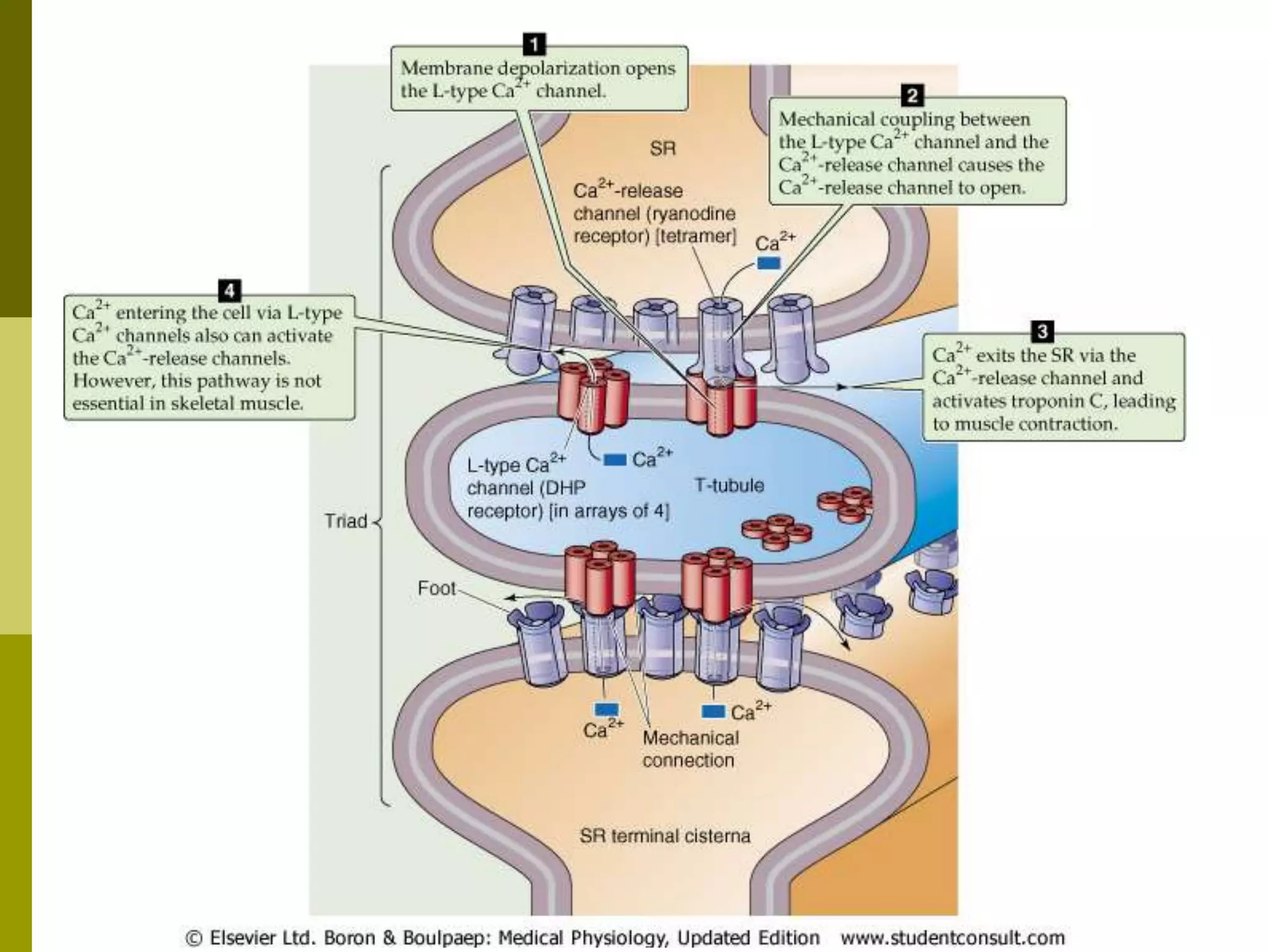 Excitation - Contraction coupling | PPTX