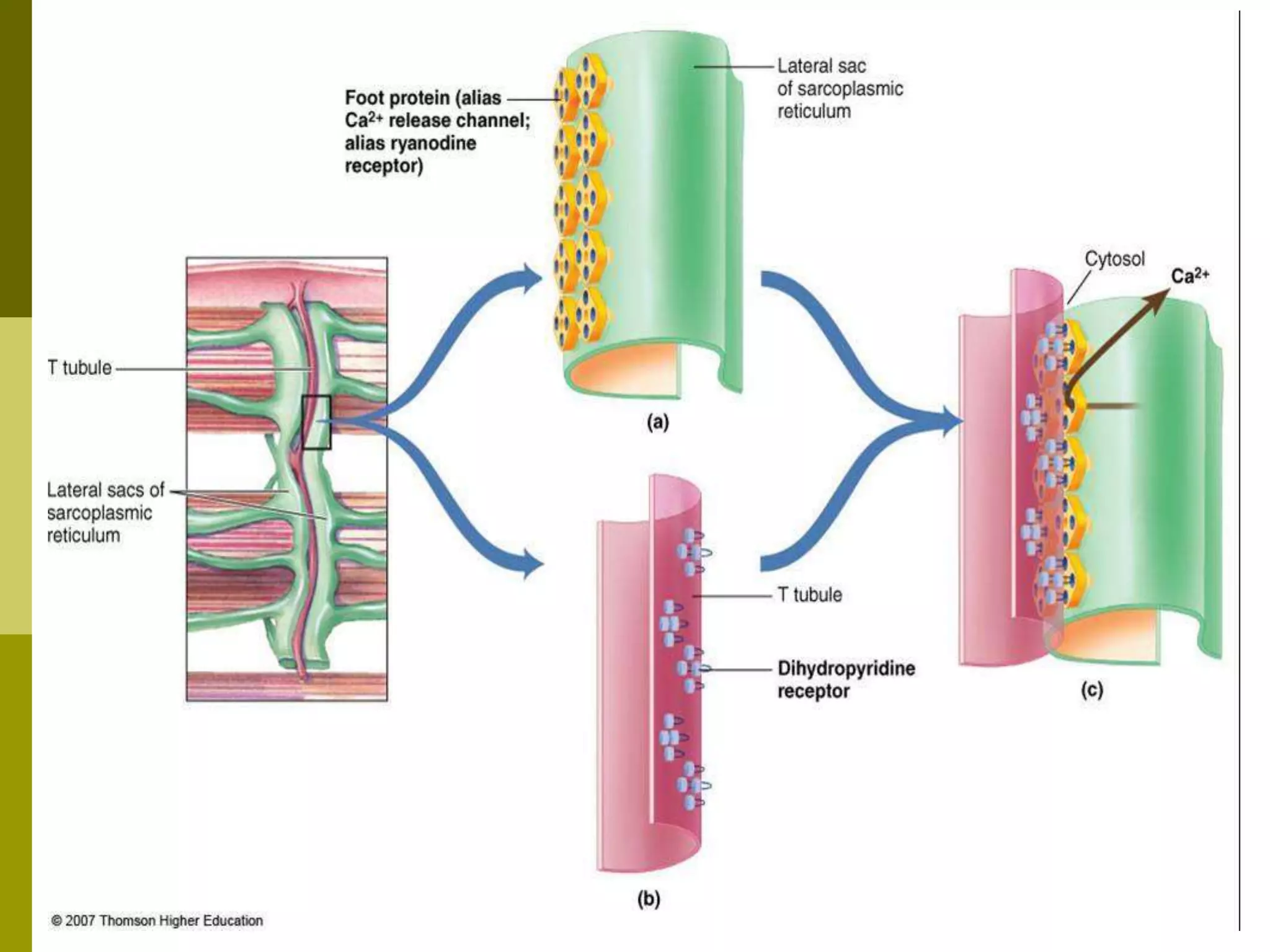 Excitation - Contraction coupling | PPTX