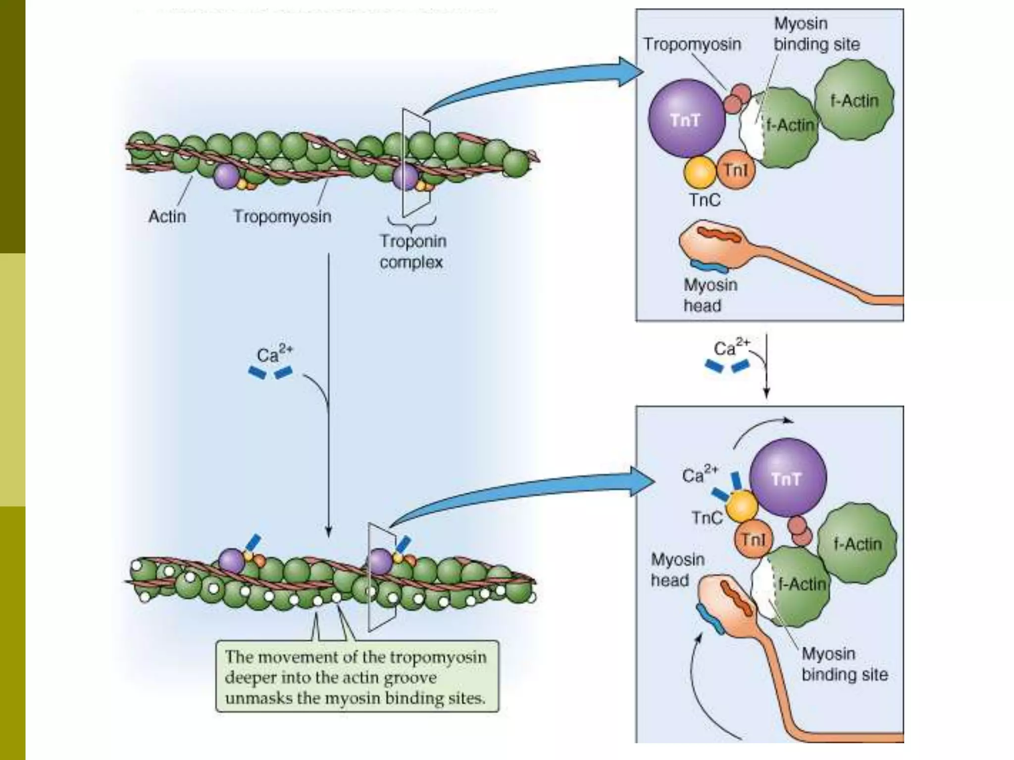 Excitation - Contraction coupling | PPTX