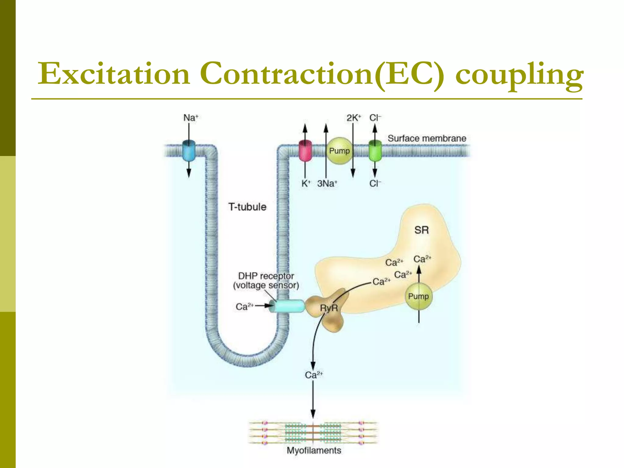 Excitation - Contraction coupling | PPTX