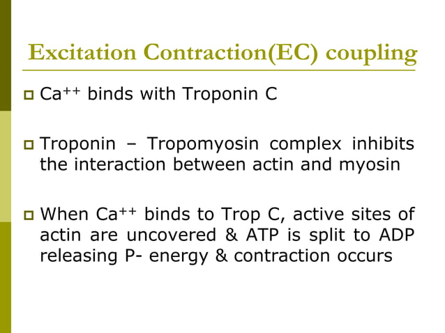 Excitation - Contraction coupling | PPTX | Biological Sciences | Science