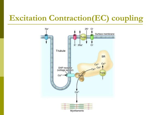 Excitation - Contraction coupling | PPTX | Biological Sciences | Science