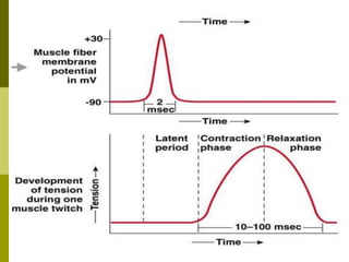 Smooth Muscle Contraction Graph