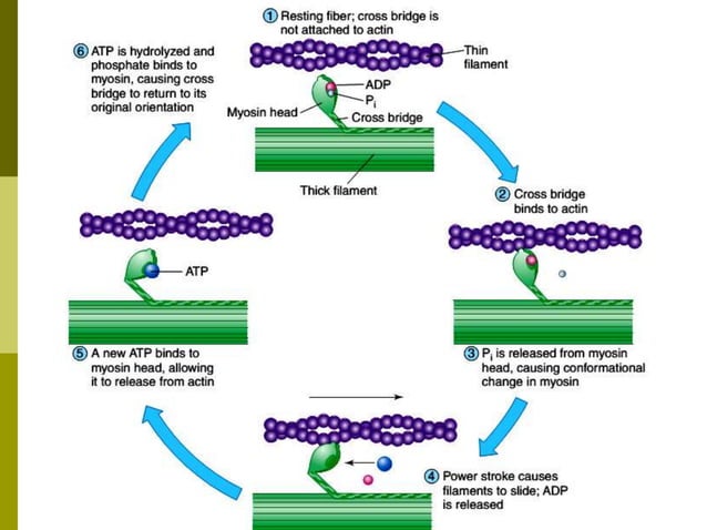 Excitation - Contraction coupling