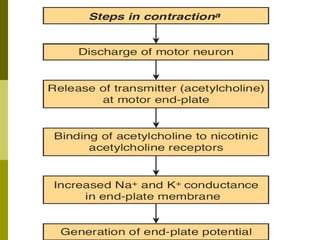 Excitation Contraction Coupling For Dummies