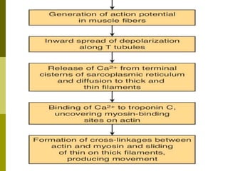Neuromuscular Junction Flow Chart