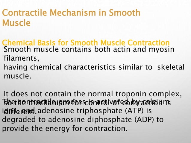 muscle7-smoothmuscle-180414110808.pptx