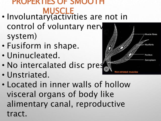 muscle7-smoothmuscle-180414110808.pptx