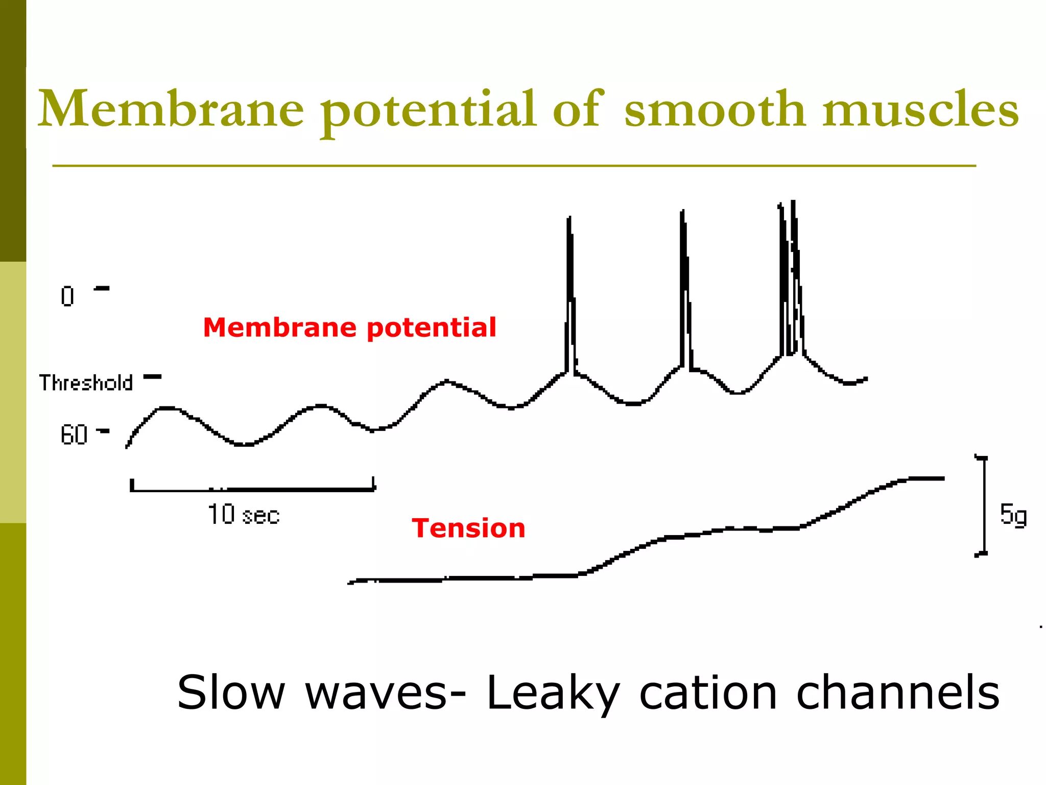 Smooth Muscles | PPTX