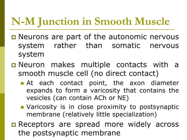 Smooth Muscles | PPTX