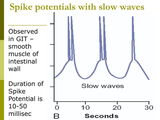 Smooth Muscles | PPTX
