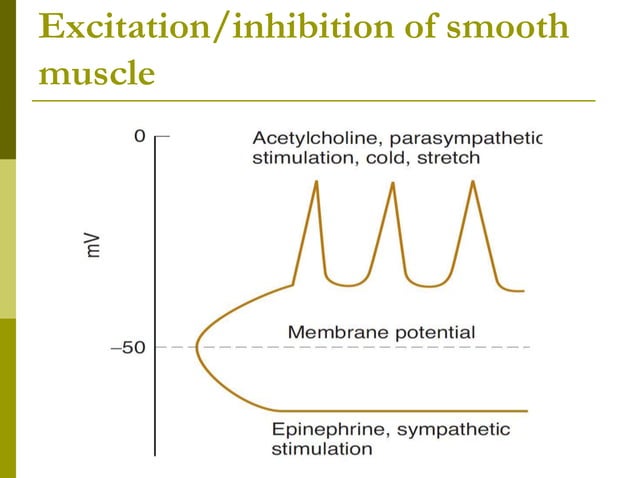 Smooth Muscles | PPT