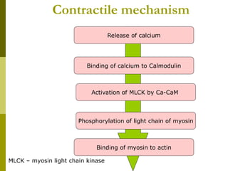 Smooth Muscle Contraction Calmodulin