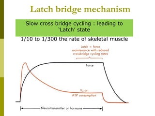 Smooth Muscle Contraction Graph