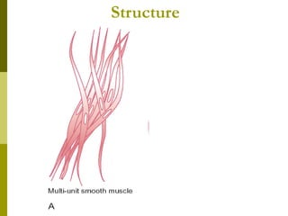 Easy To Draw Involuntary Muscles