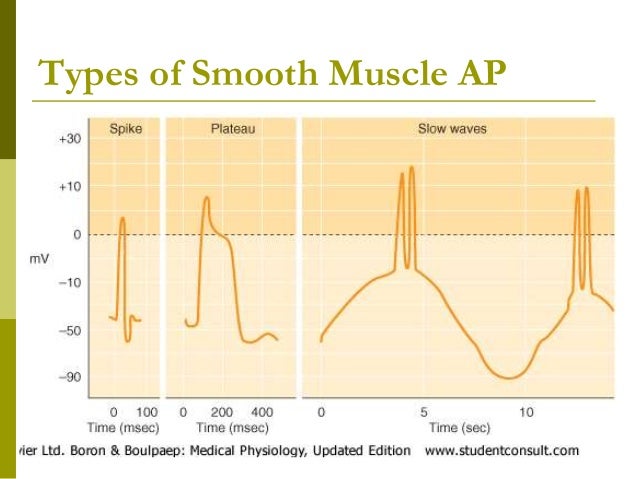 Smooth Muscles