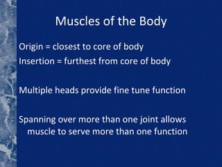 Muscle Anantomy 101 | PPT