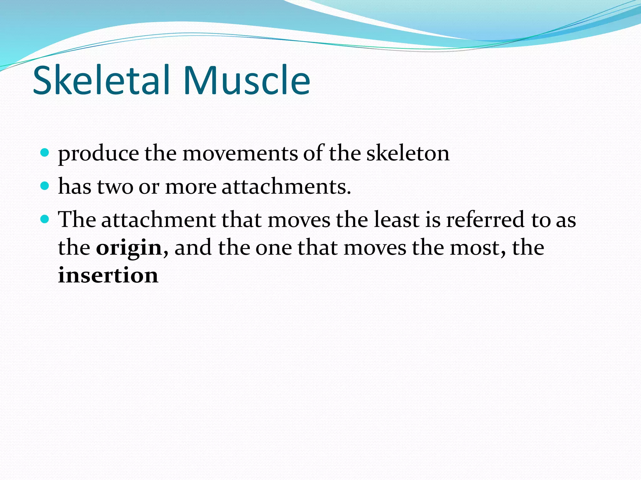 Muscle anatomy | PPT