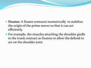 Muscle anatomy | PPT