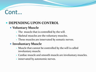 Muscle anatomy | PPT