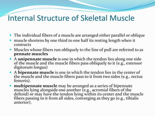 Muscle anatomy | PPT