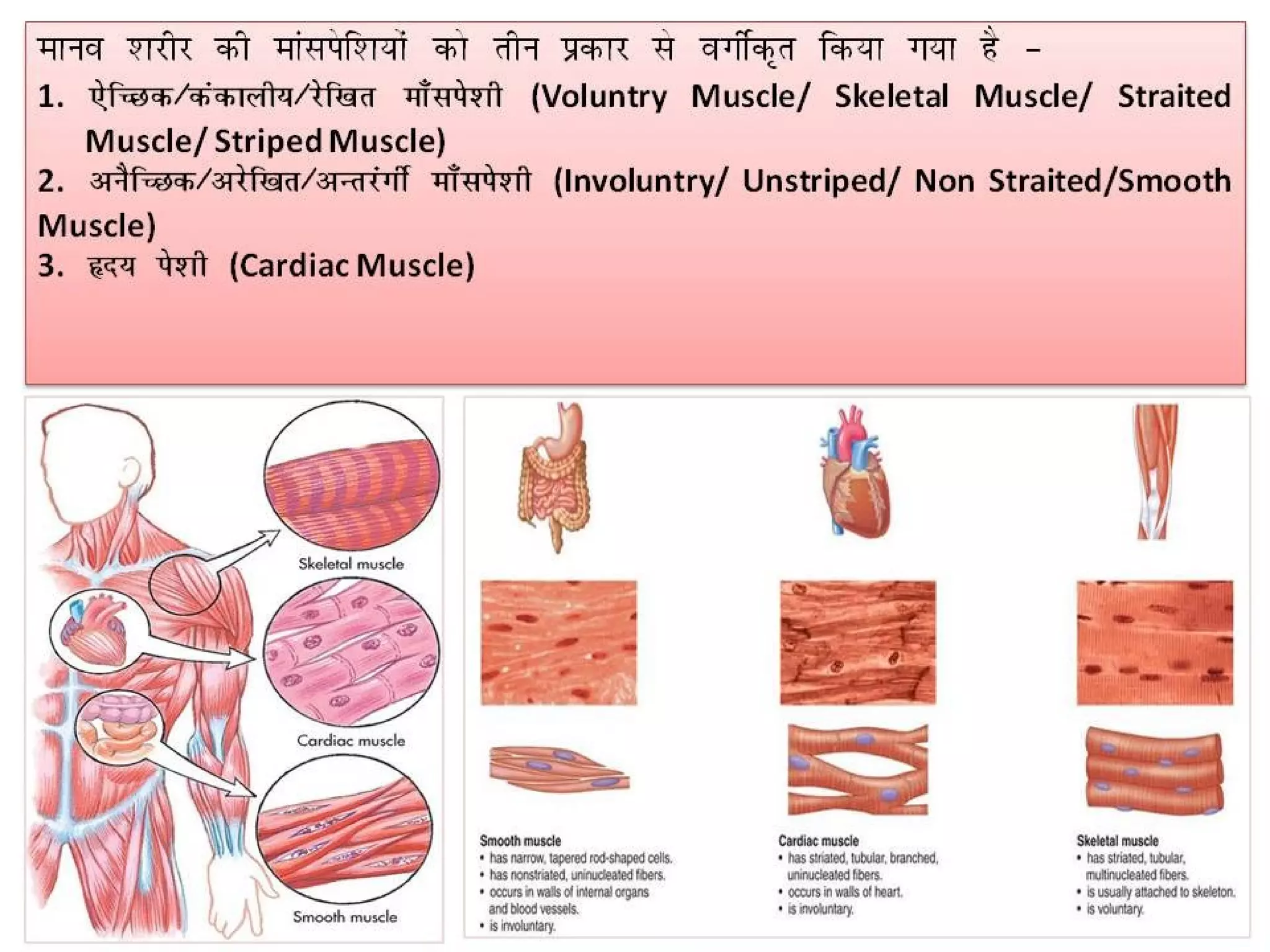 Muscle and its types by Dr. S. N. Singh | PPT