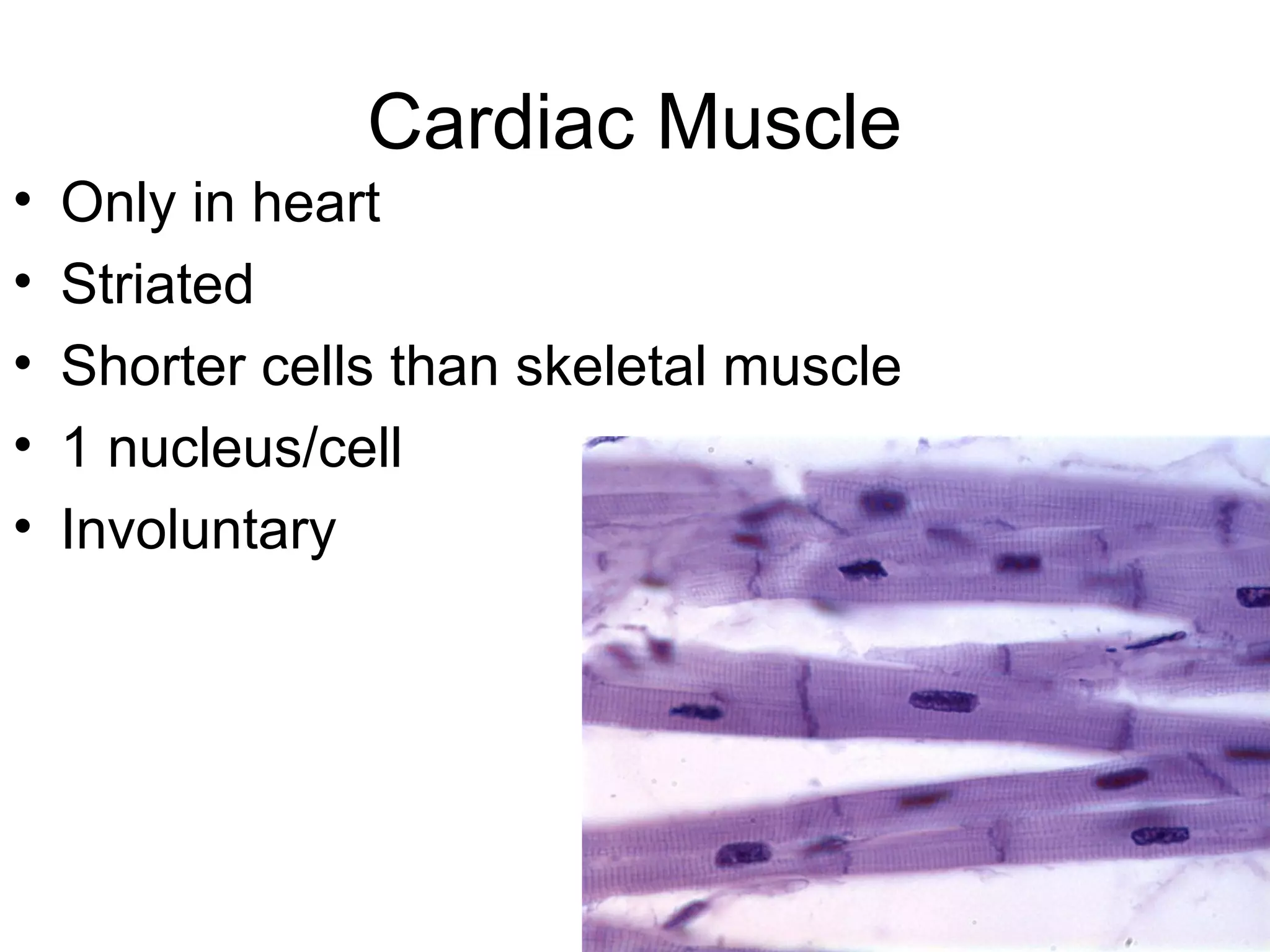 Muscle and nervous tissue | PPT