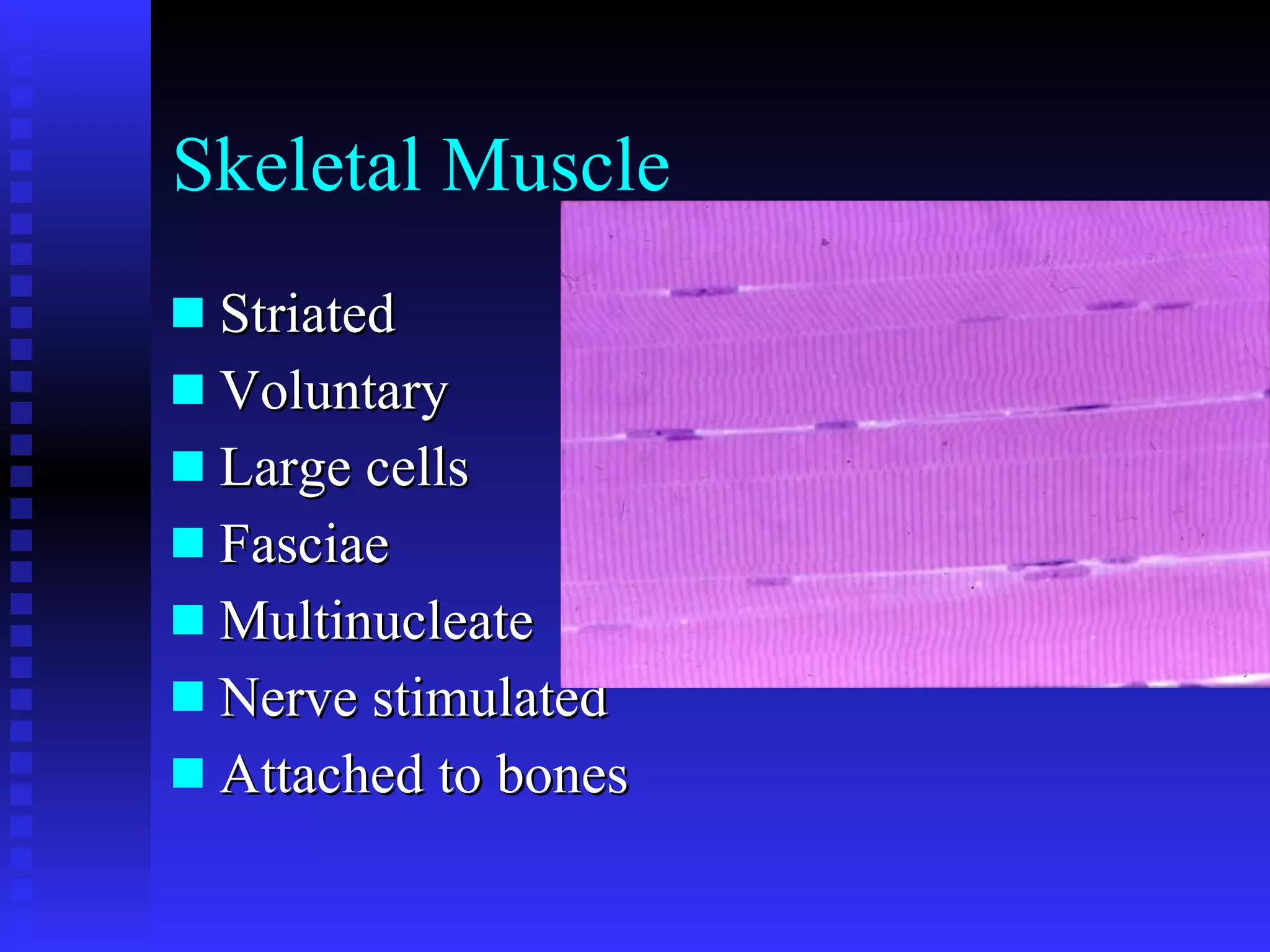 Muscle and neural tissues | PPT | Computer Peripherals | Computing