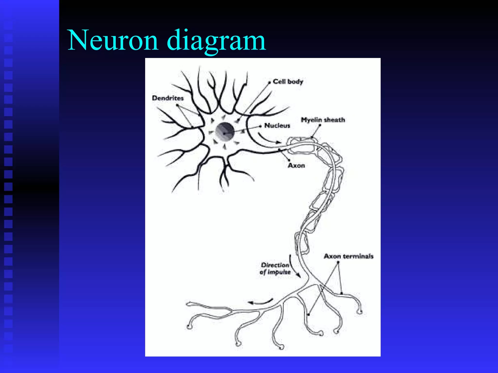 Muscle and neural tissues | PPT | Computer Peripherals | Computing