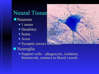 Muscle and neural tissues | PPT | Computer Peripherals | Computing