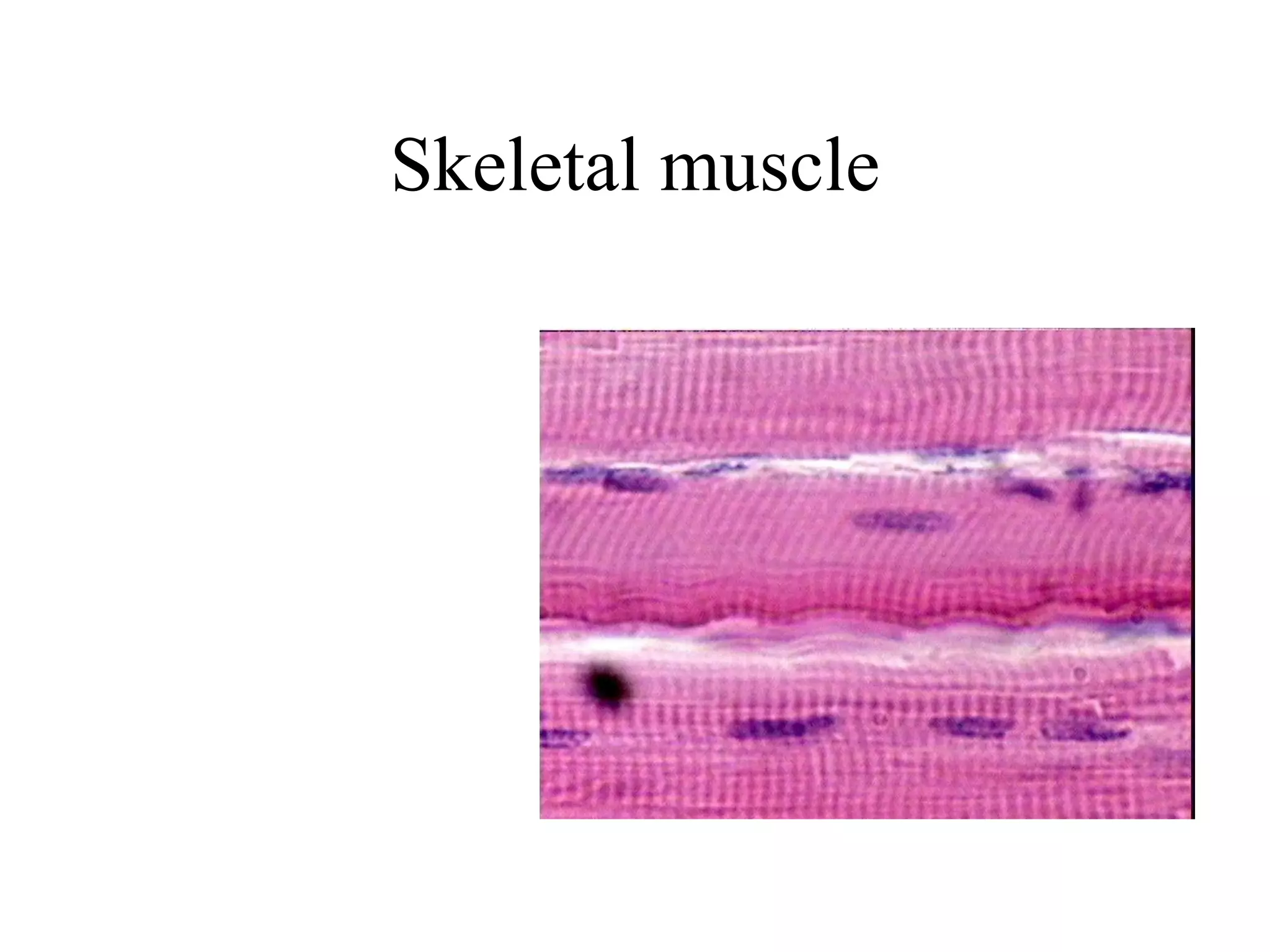 Muscle and neural tissues identification | PPT