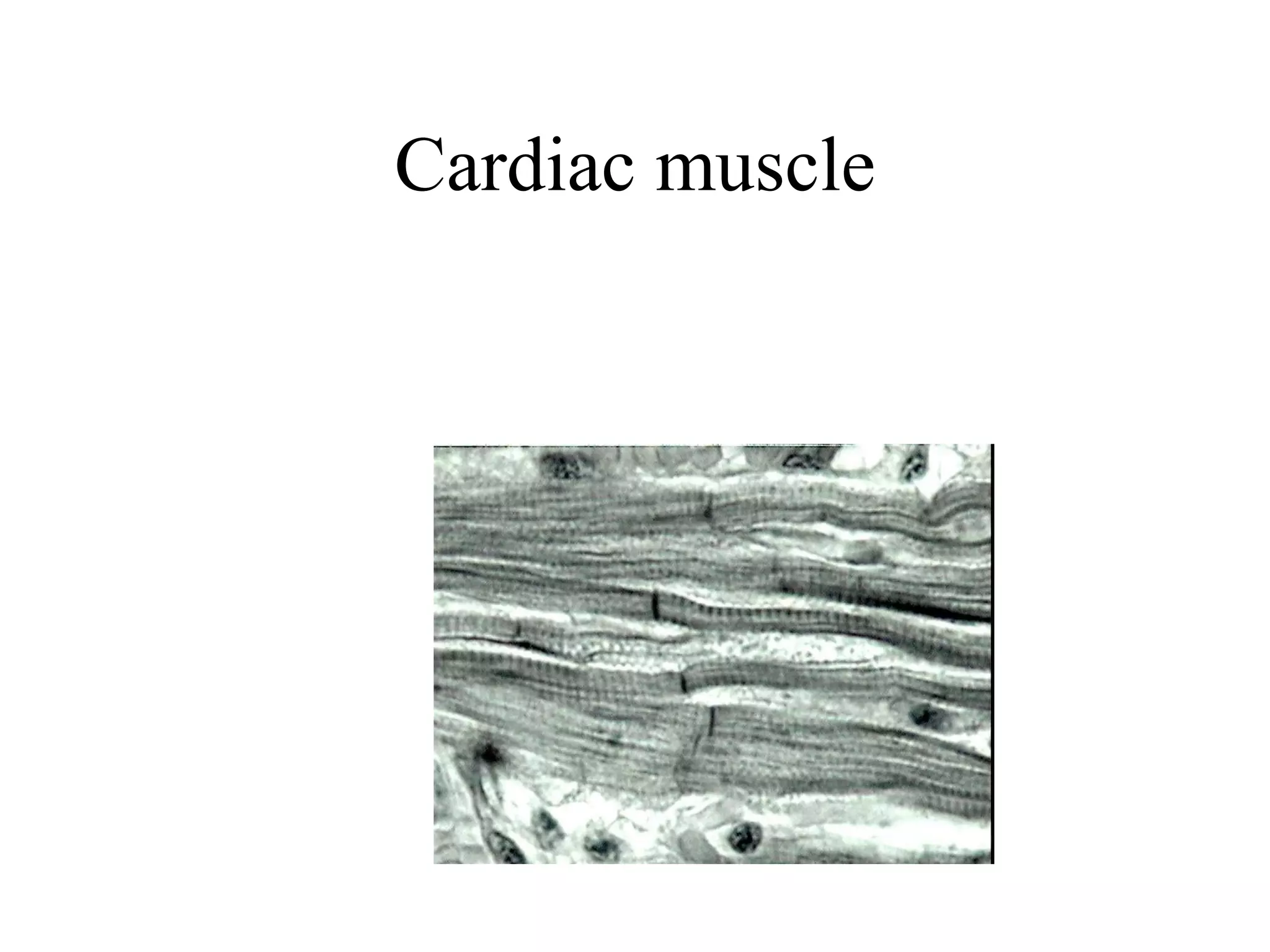 Muscle and neural tissues identification | PPT