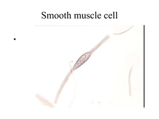 Muscle and neural tissues identification | PPT