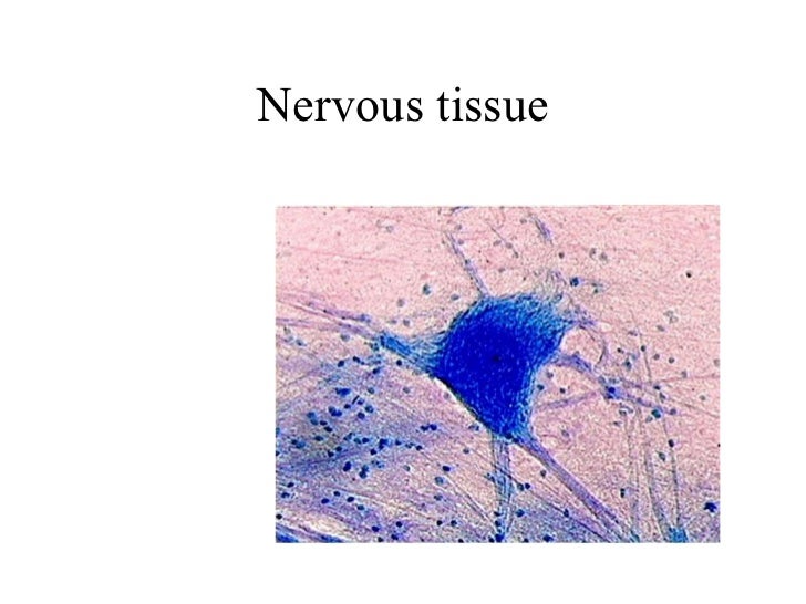 Muscle and neural tissues identification