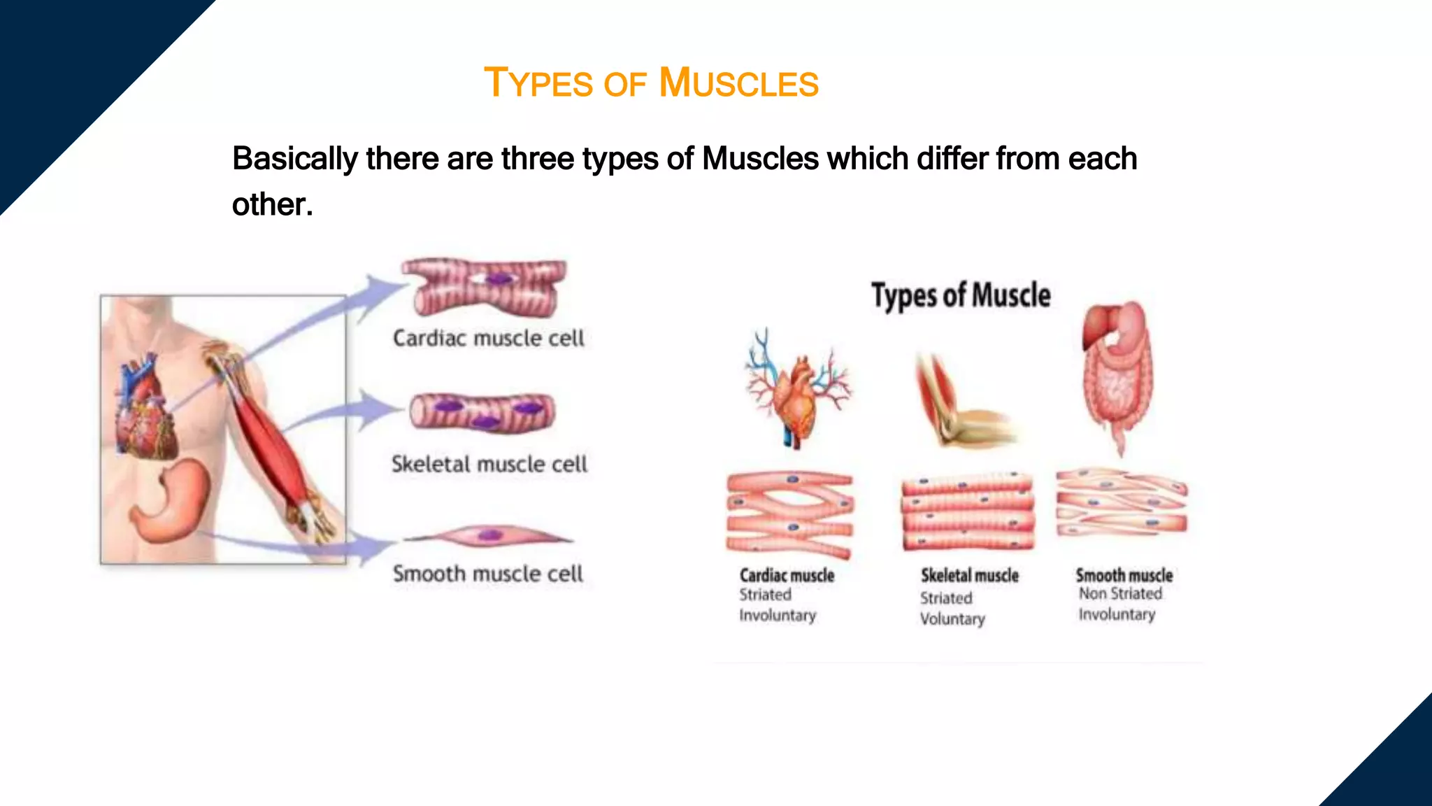 MUSCLE AND TYPES OF MUSCLES.pptx