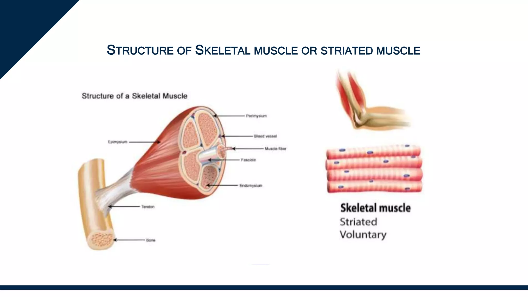 MUSCLE AND TYPES OF MUSCLES.pptx