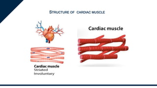 MUSCLE AND TYPES OF MUSCLES.pptx