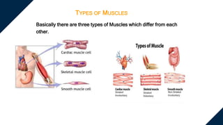 MUSCLE AND TYPES OF MUSCLES.pptx