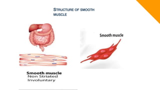 MUSCLE AND TYPES OF MUSCLES.pptx