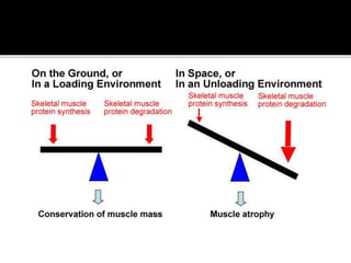 Muscle Atrophy on Astronauts | PPT