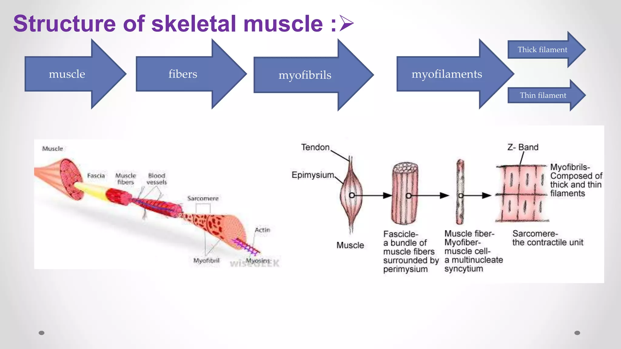 skeletal Muscle atrophy | PPTX