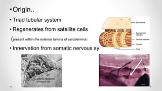 skeletal Muscle atrophy | PPTX