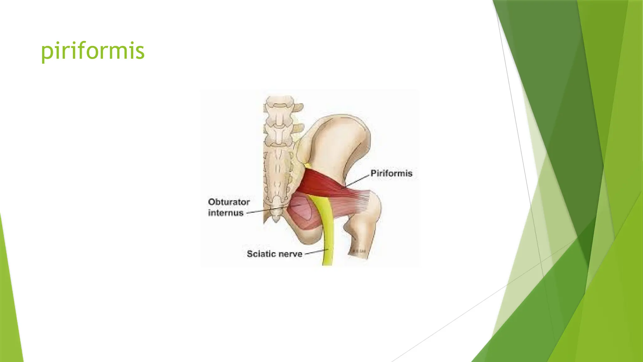 MUSCLE ATTACHMENT OF ILIUM.pptx anatomy for reference | PPTX