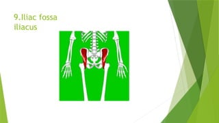 MUSCLE ATTACHMENT OF ILIUM.pptx anatomy for reference | PPTX