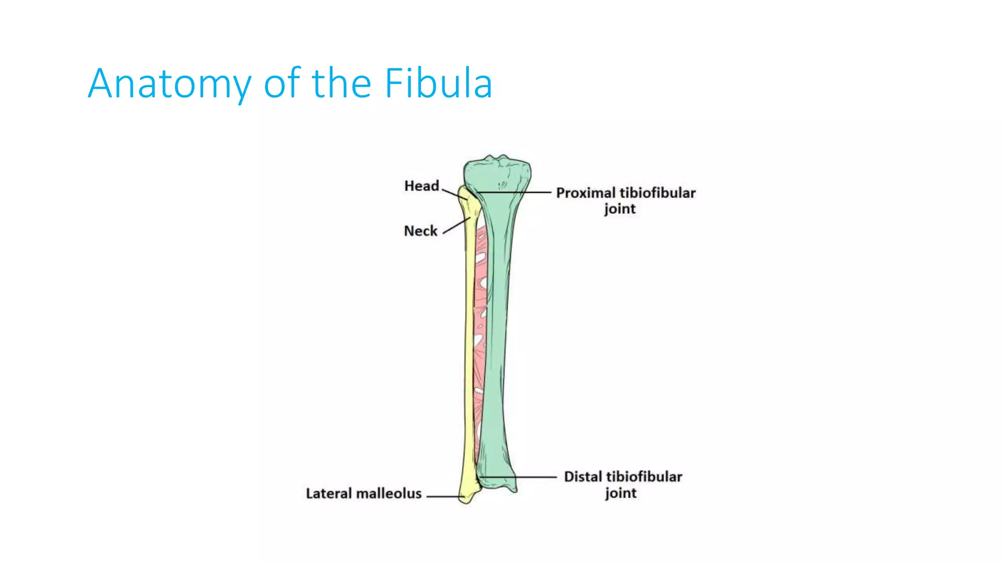 Muscle attachments of the Fibula.pptx