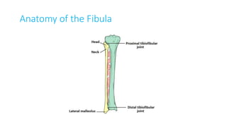 Muscle attachments of the Fibula.pptx