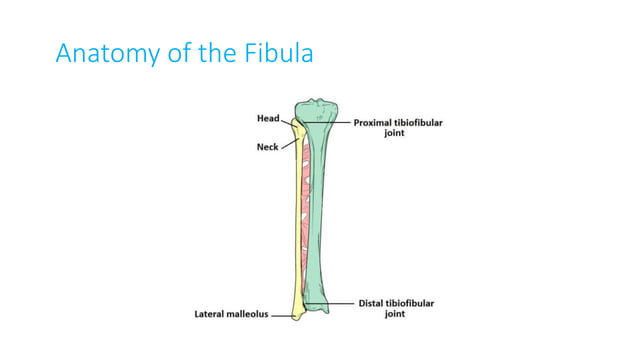 Muscle attachments of the Fibula.pptx