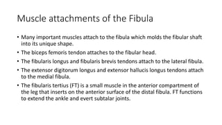 Muscle attachments of the Fibula.pptx