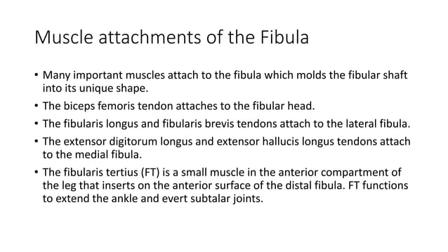 Muscle attachments of the Fibula.pptx
