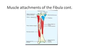 Muscle attachments of the Fibula.pptx